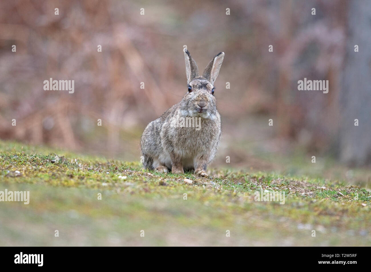 Rabbit (Oryctolagus cuniculus Stock Photo - Alamy