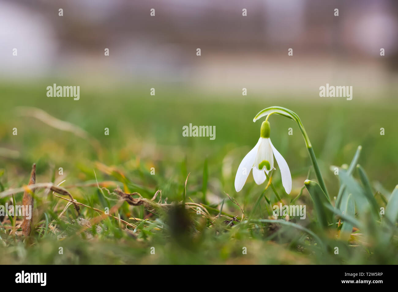 Single snowdrop in green grass Stock Photo - Alamy