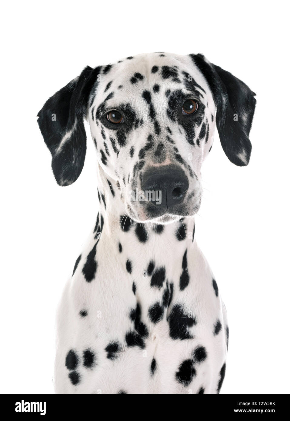 dalmatian dog in front of white background Stock Photo - Alamy