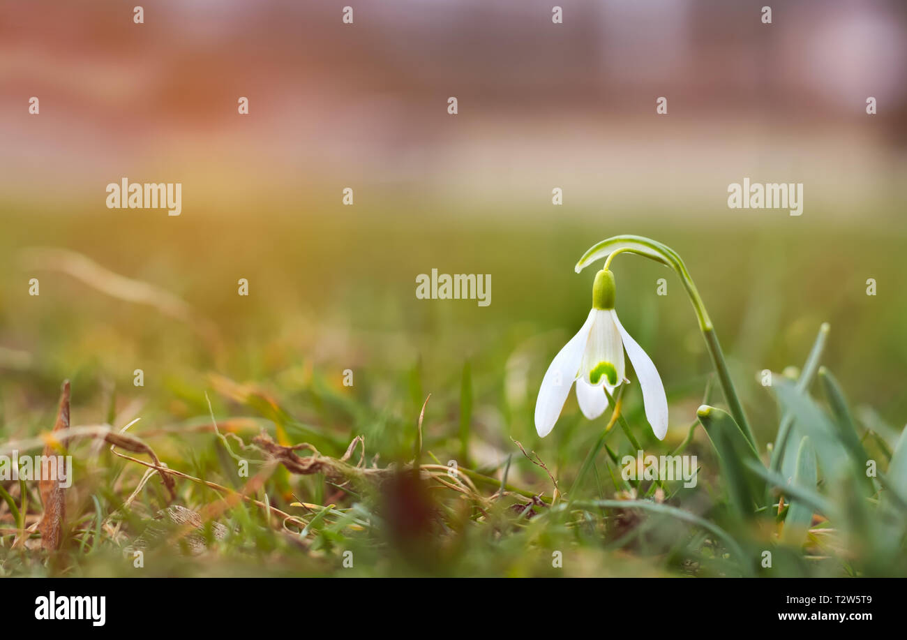 Single snowdrop in green grass Stock Photo - Alamy