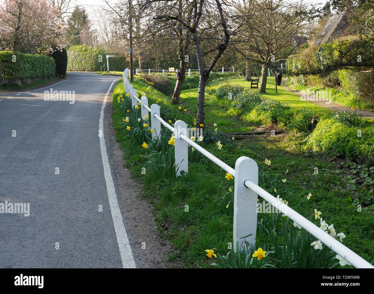 Spring View Arkesden Village Essex with Daffodils. Looking along Wicken ...