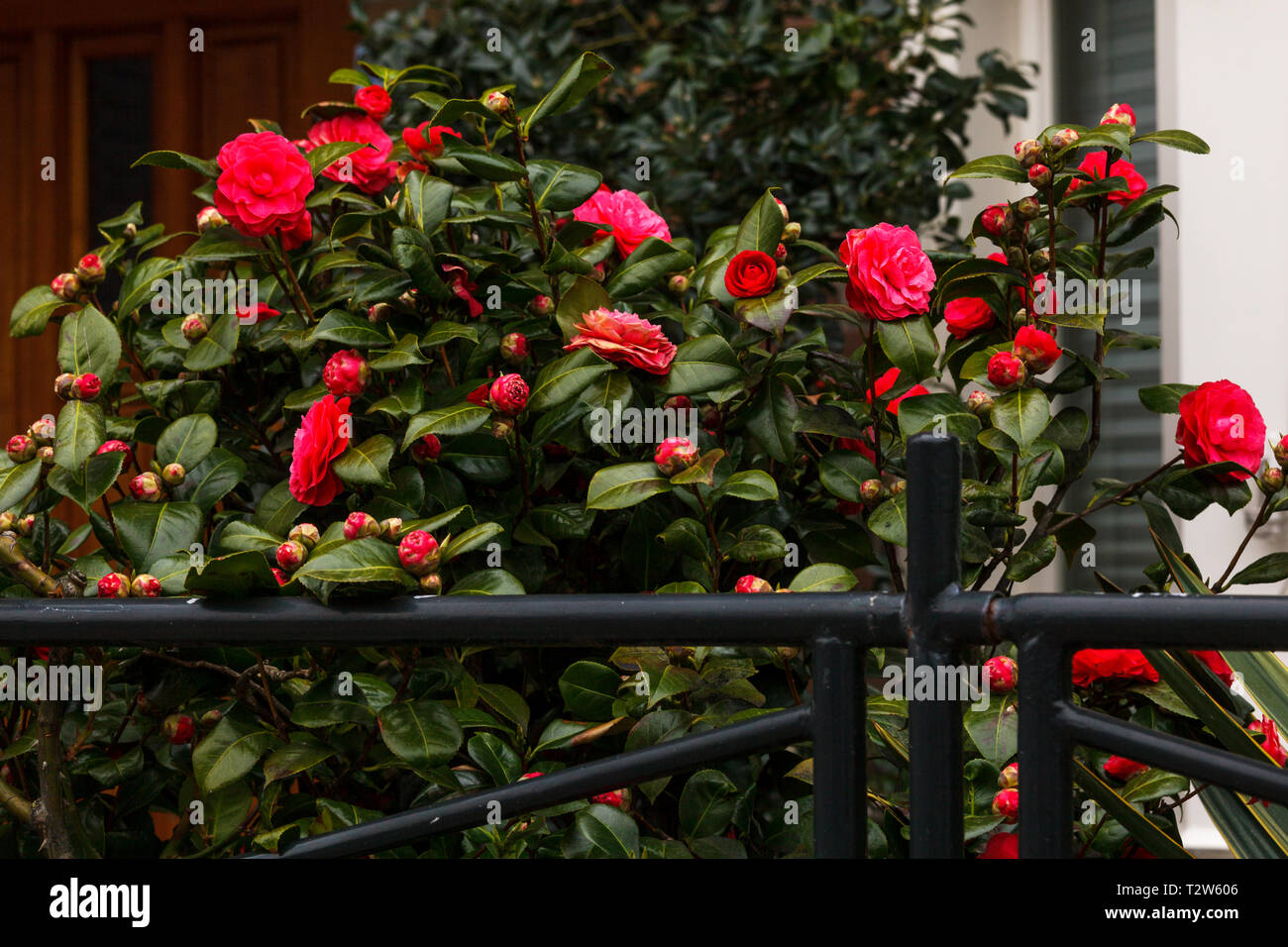 Bright red rose bushes growing wild at the entrance of a small house in ...
