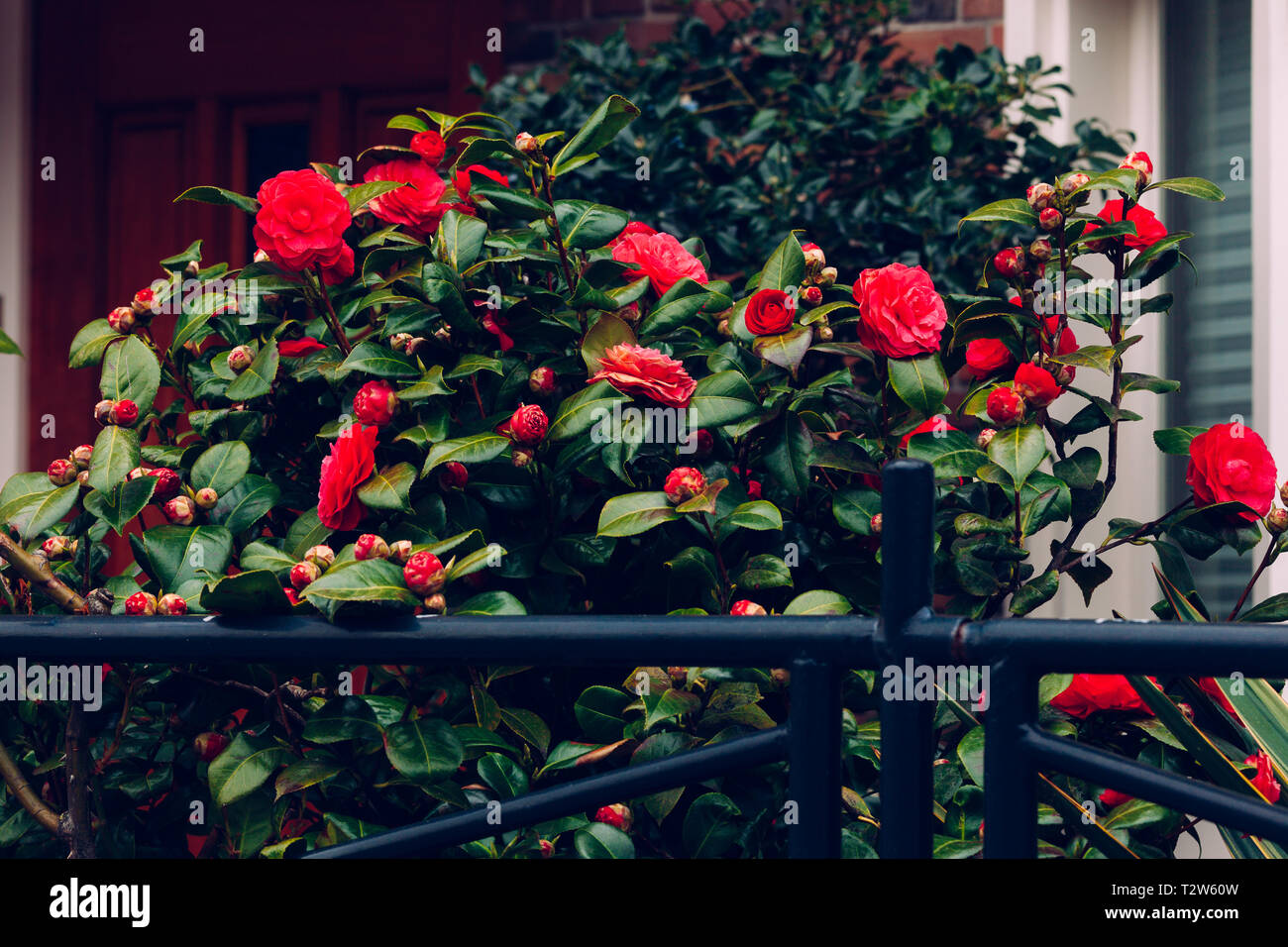 Bright red rose bushes growing wild at the entrance of a small house in ...