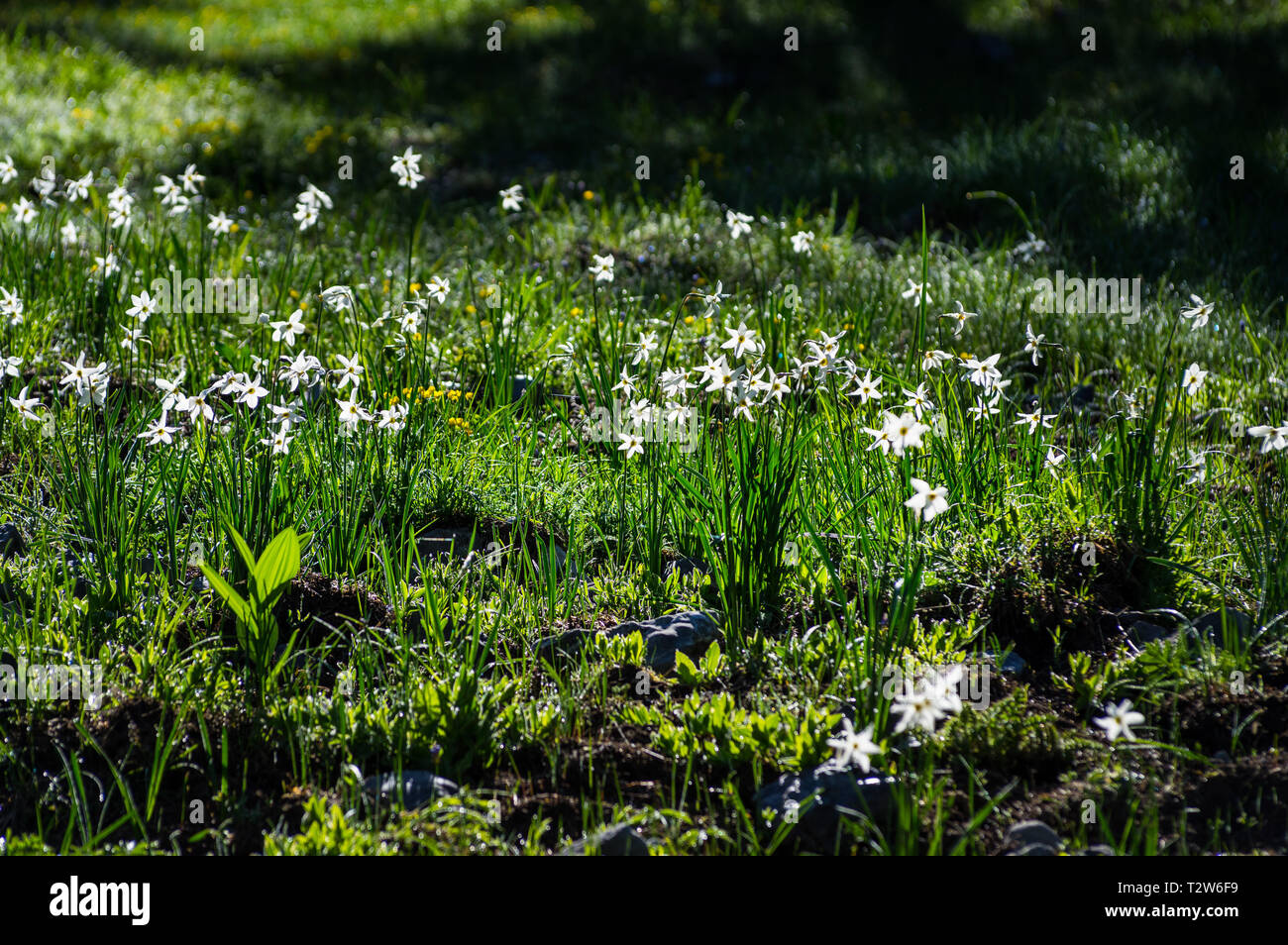 National park Sjeverni Velebit. One of the most beautiful parts of ...