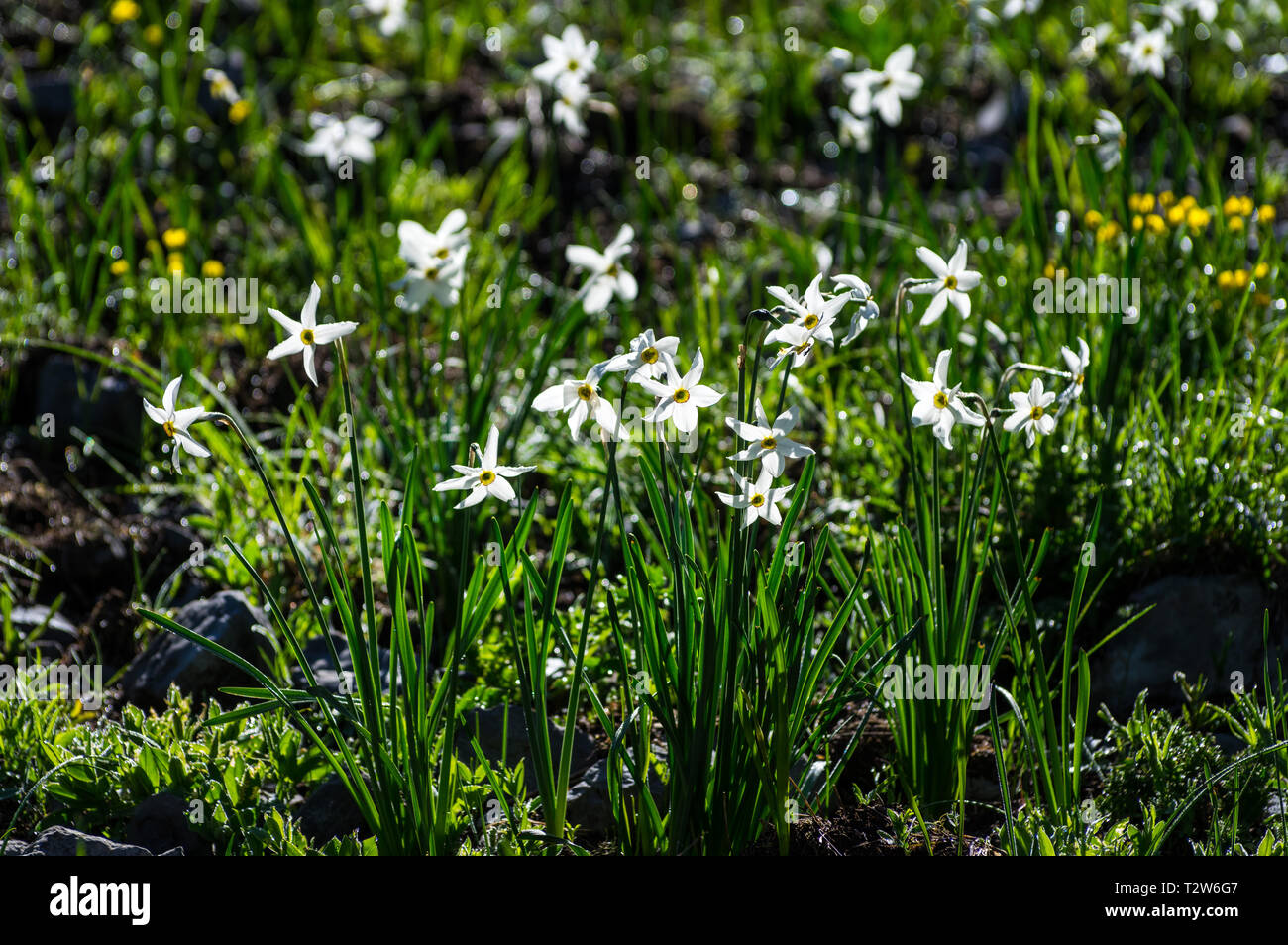 National park Sjeverni Velebit. One of the most beautiful parts of ...