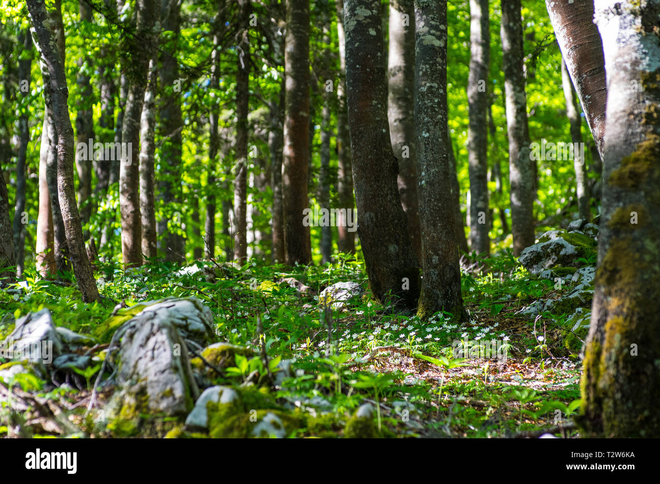National park Sjeverni Velebit. One of the most beautiful parts of ...