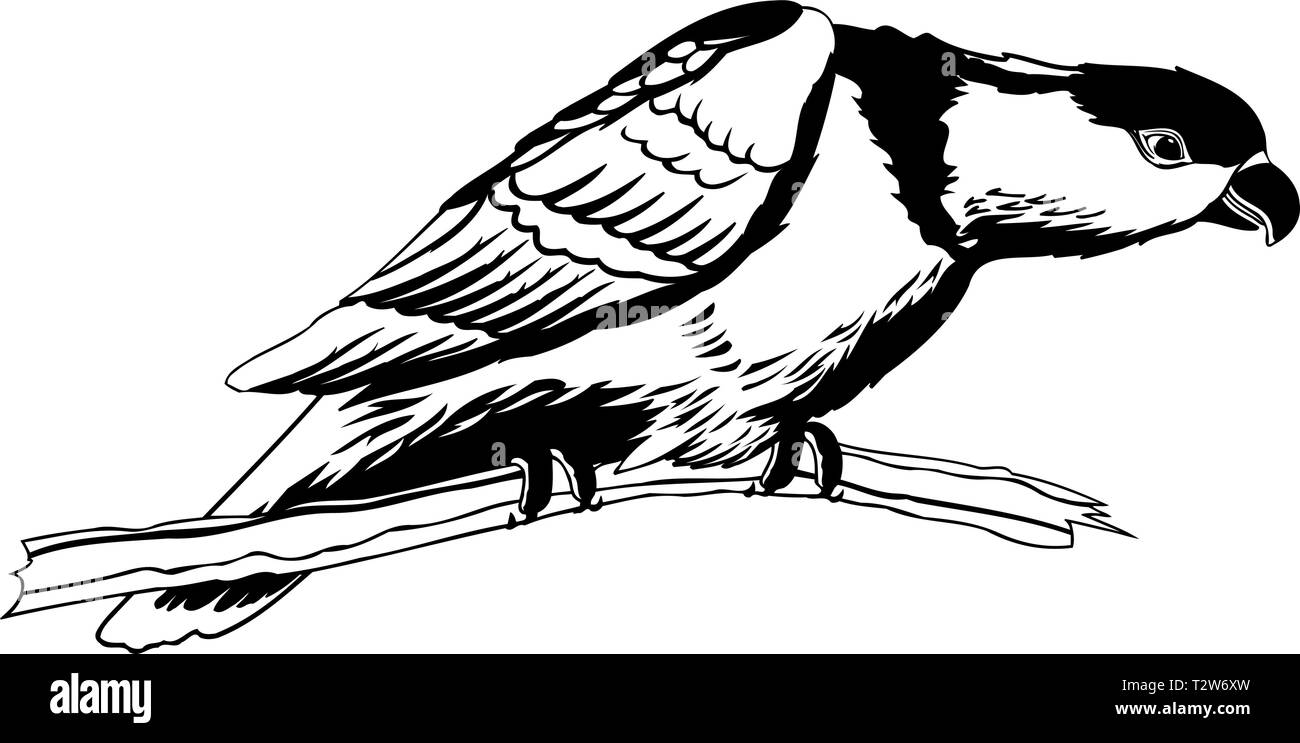 Black Capped Lory Vector Illustration Stock Vector Image & Art - Alamy