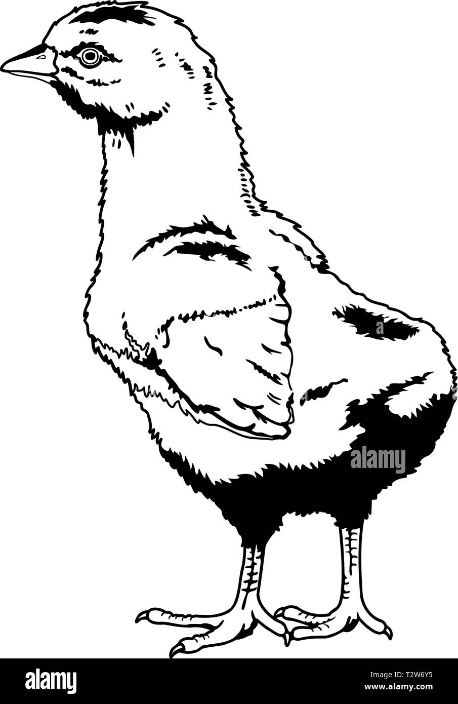 Chick Vector Illustration Stock Vector Image & Art - Alamy