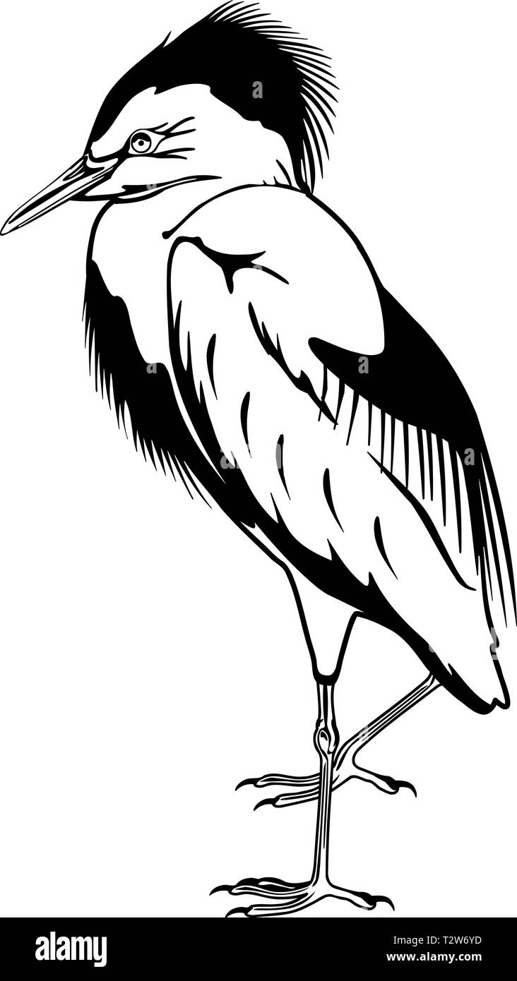 Cattle Egret Vector Illustration Stock Vector Image & Art - Alamy