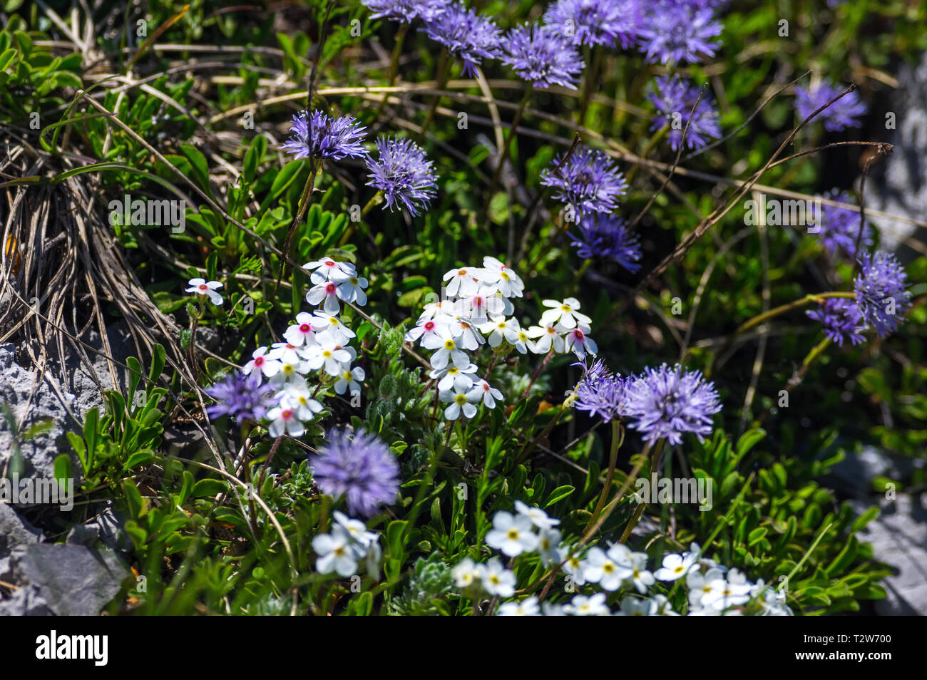 National park Sjeverni Velebit. One of the most beautiful parts of ...