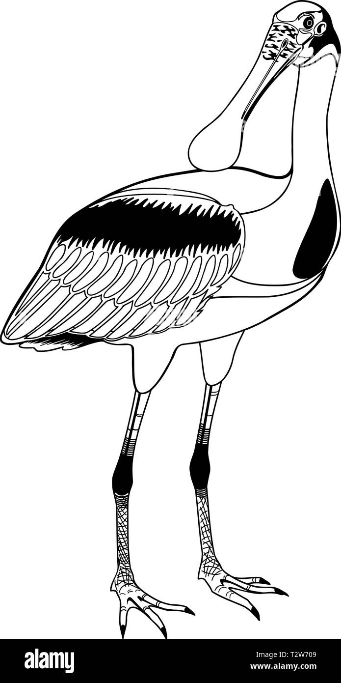 Roseate Spoonbill Vector Illustration Stock Vector Image & Art - Alamy