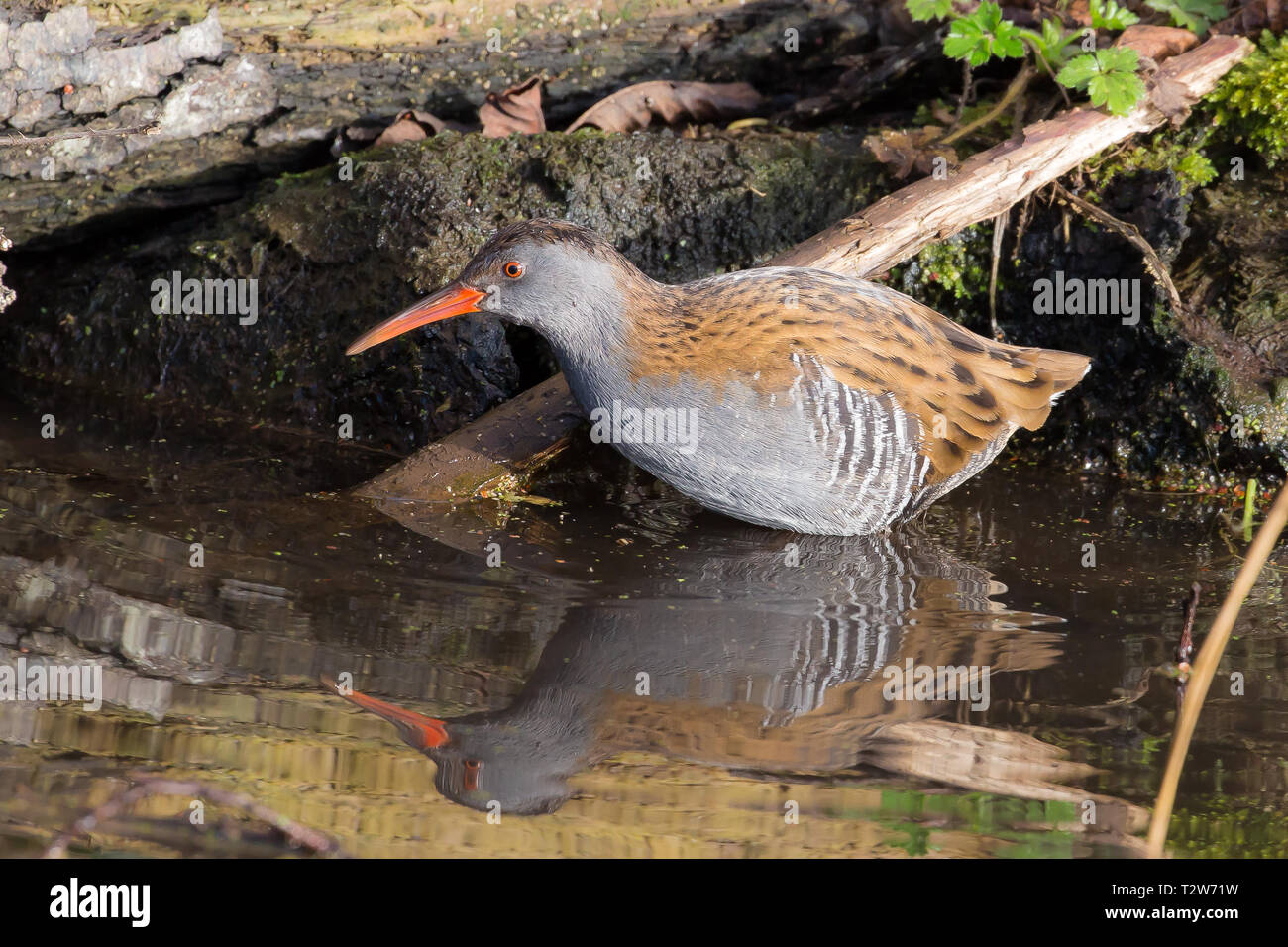 Side view close up of secretive UK water rail bird (Rallus aquaticus ...