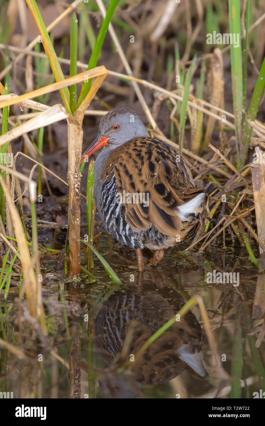 Rear view close up of wild, secretive, UK water rail bird (Rallus ...