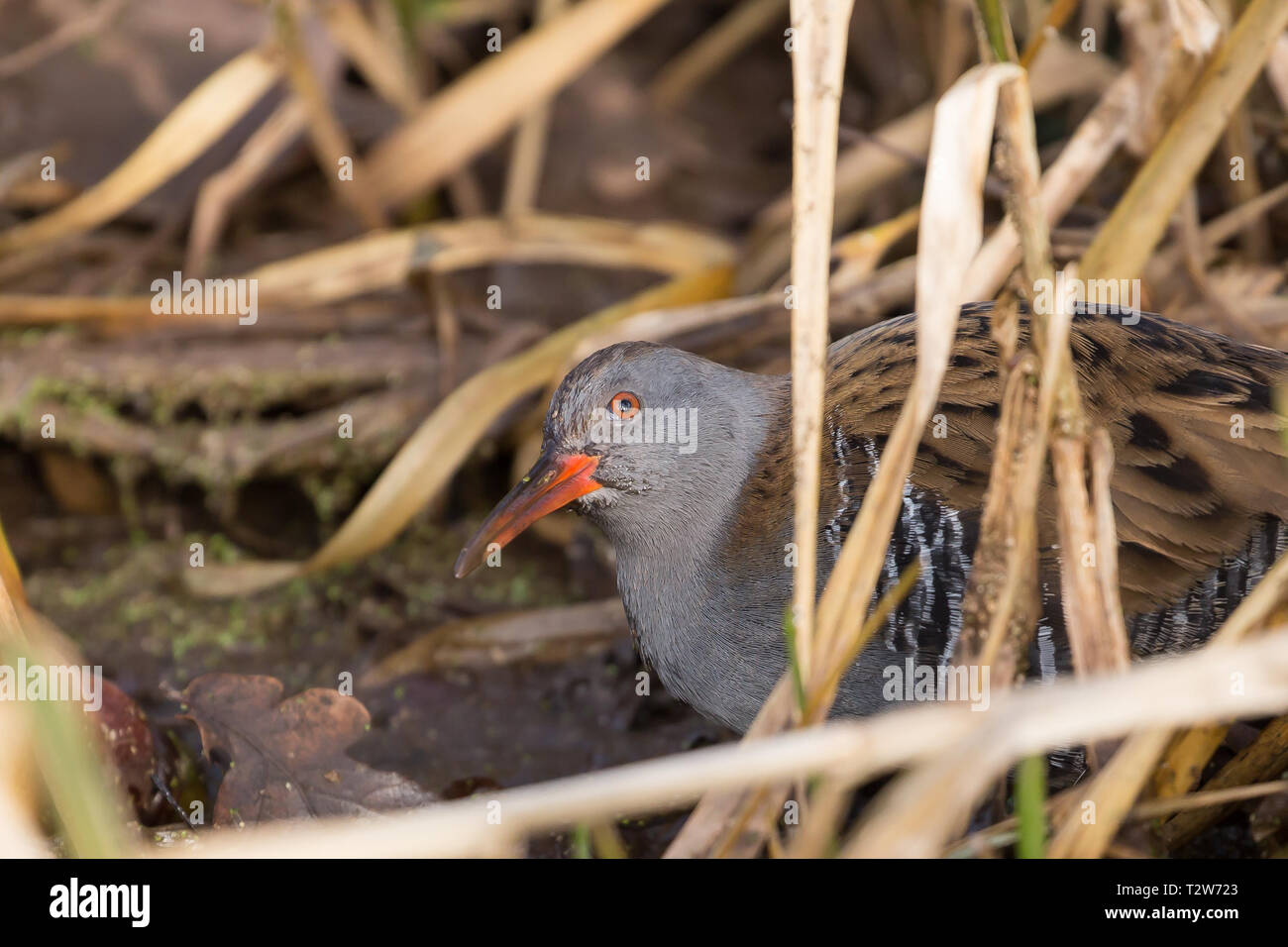 Detailed, close side view of secretive UK water rail bird (Rallus ...