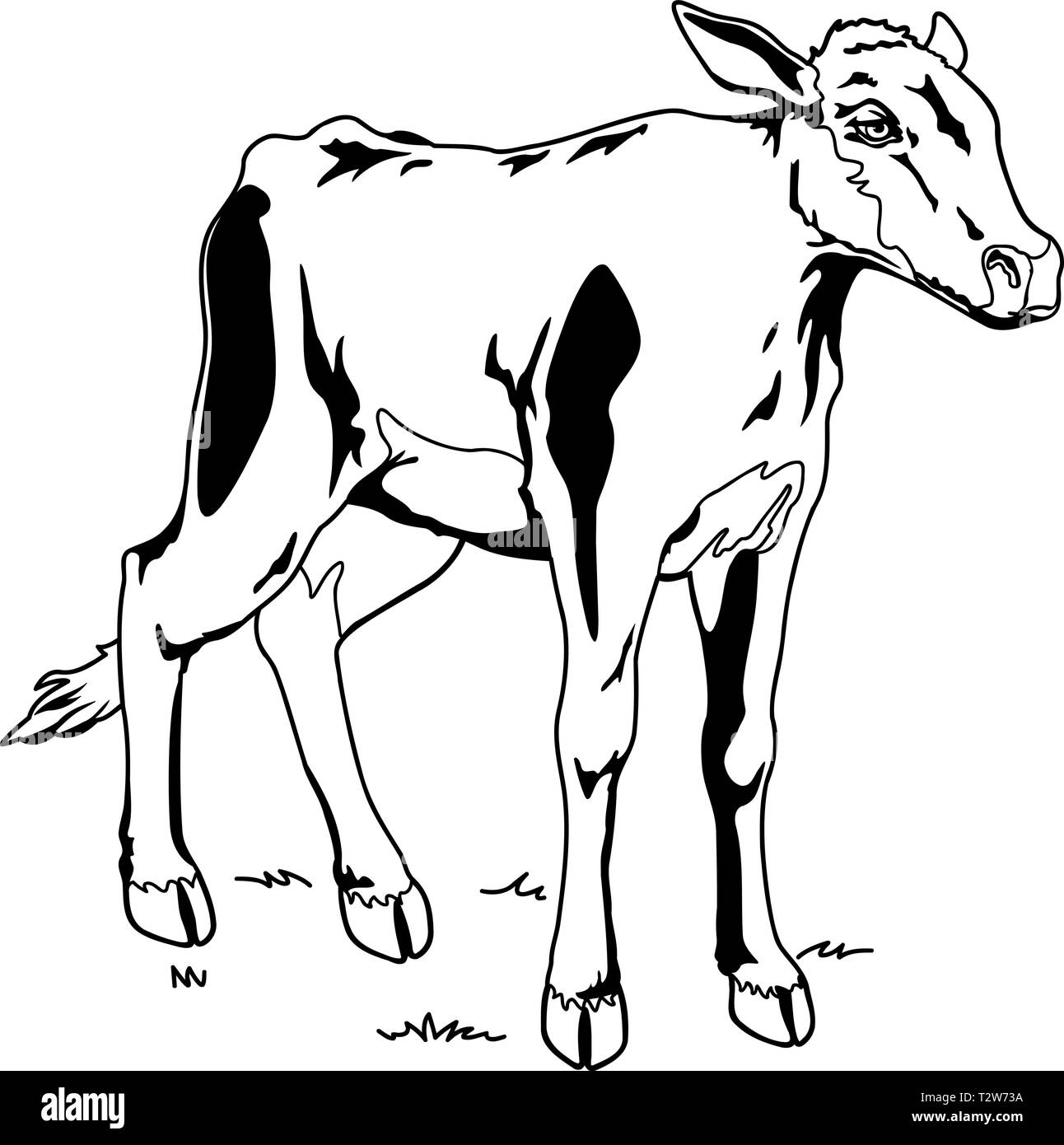 Calf Vector Illustration Stock Vector Image & Art - Alamy