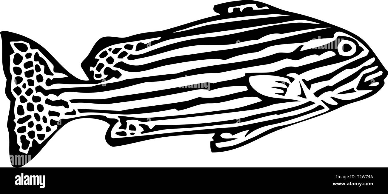 Zebrafish Stock Vector Images - Alamy