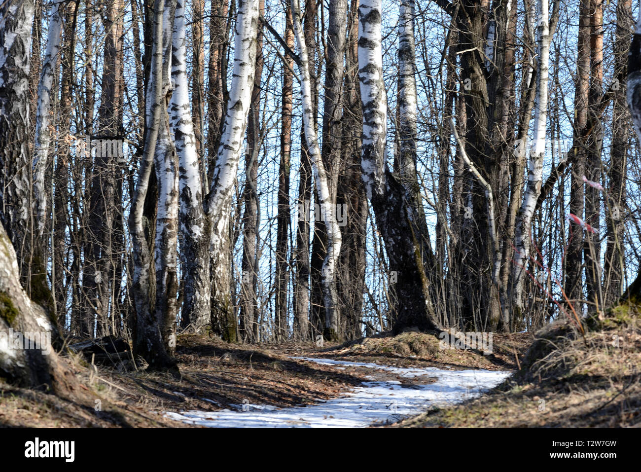 Beautiful birch grove in early spring Stock Photo - Alamy