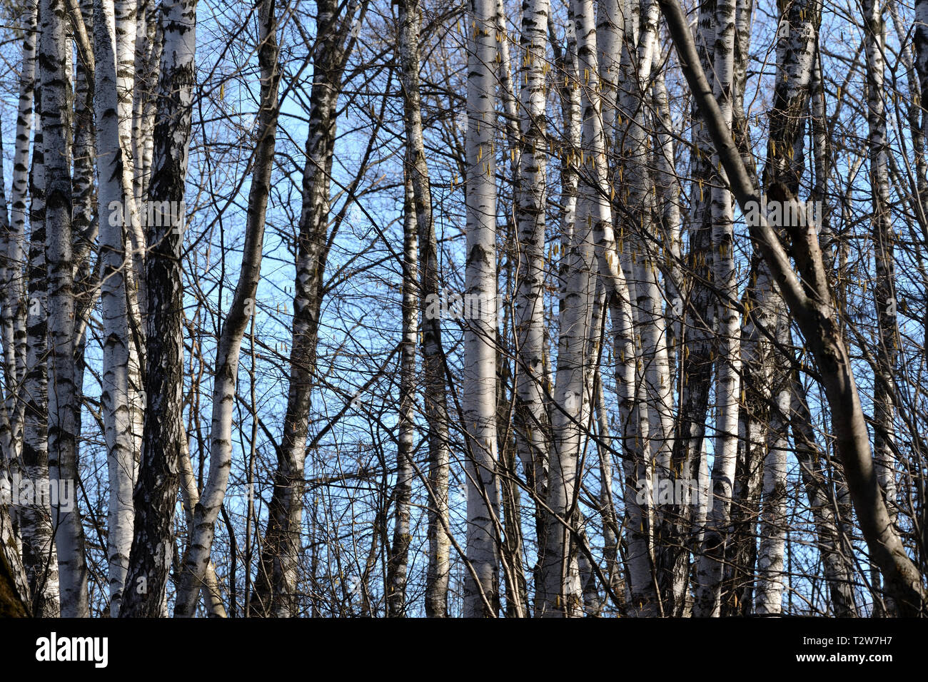 Beautiful birch grove in early spring Stock Photo - Alamy
