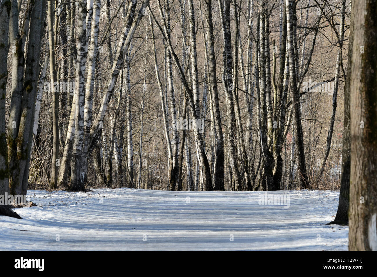 Birch spring in snow hi-res stock photography and images - Alamy