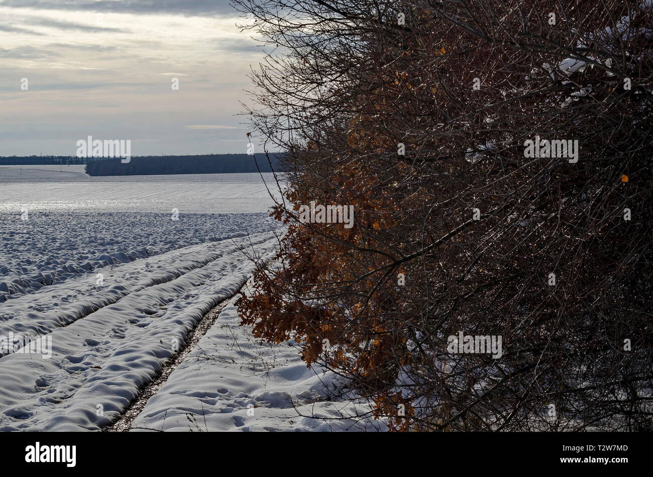 Winter landscape with dirt road between open field and deciduous forest ...