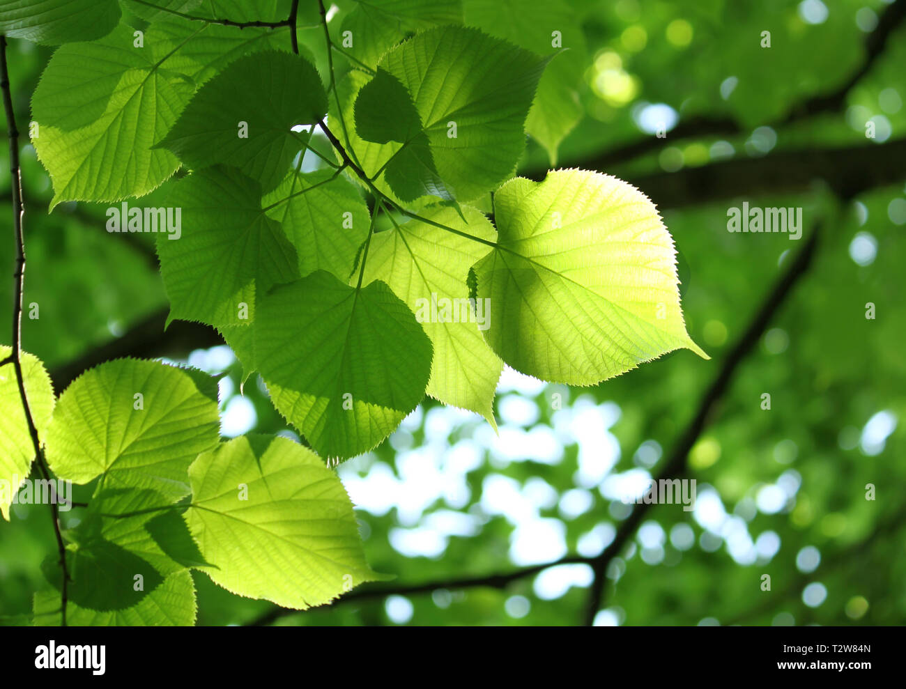 Beautiful foliage linden tree hi-res stock photography and images - Alamy