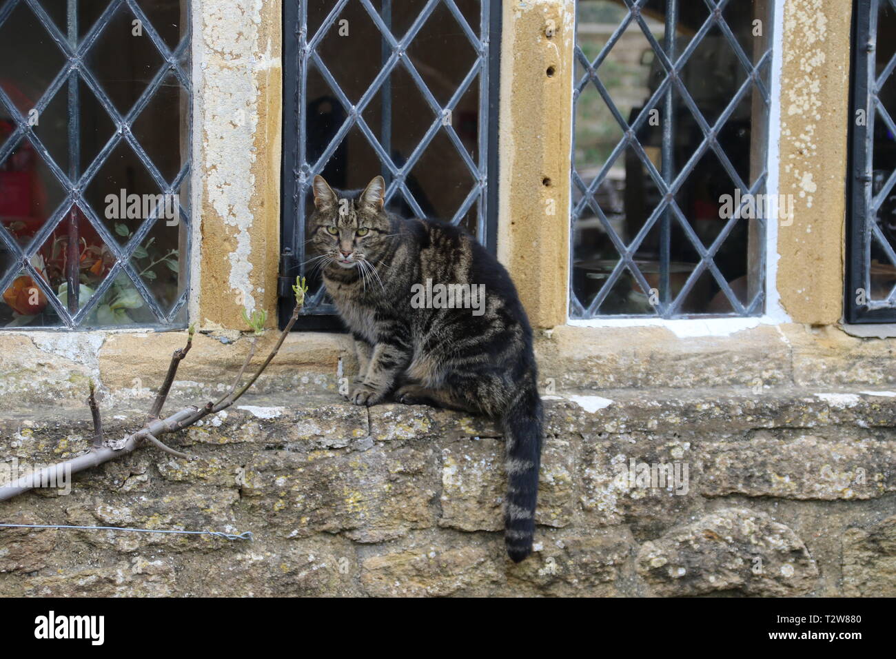 cat sitting on a window ledge Stock Photo - Alamy