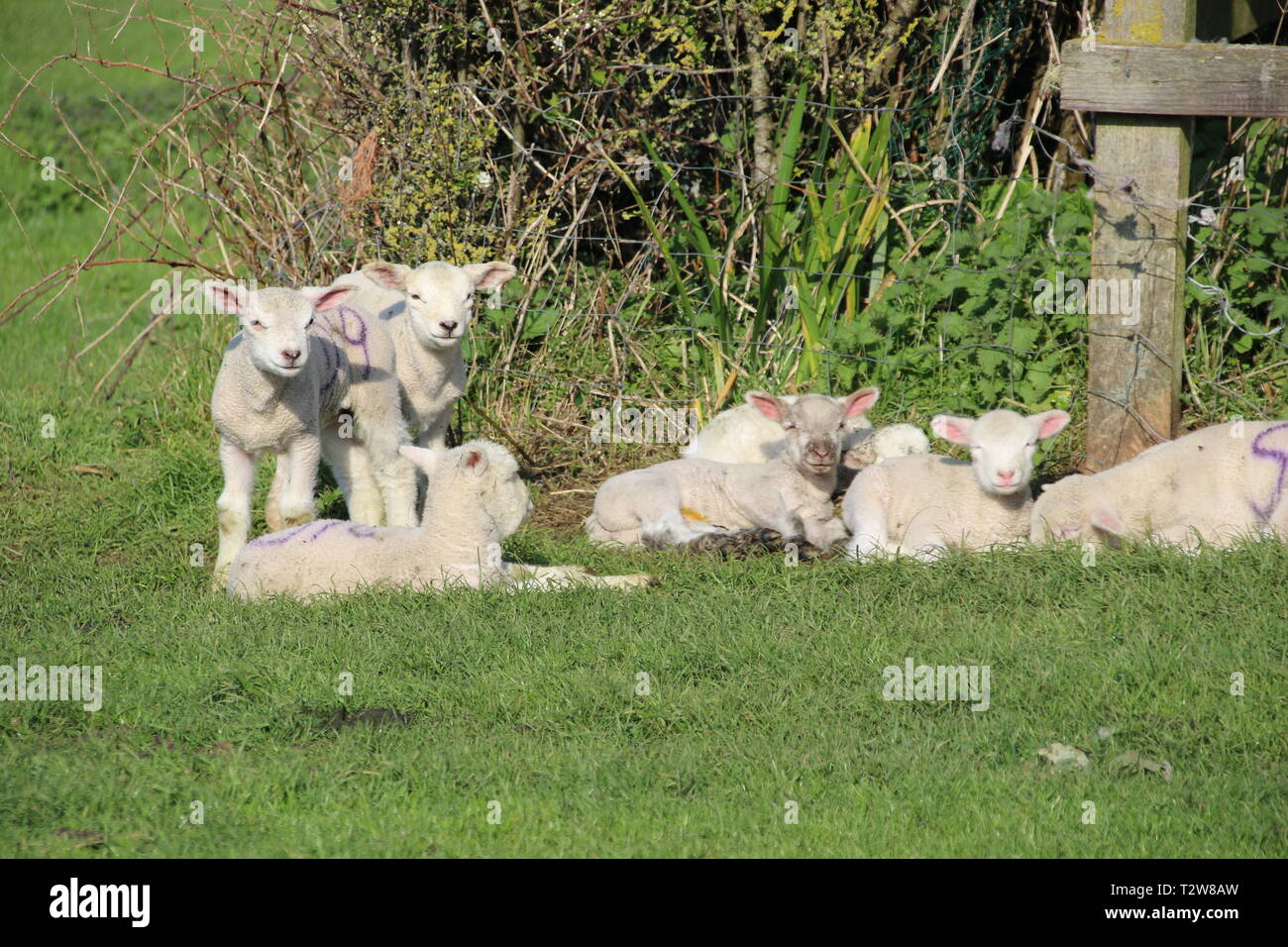 a group of young lambs huddled together in a field in Spring Stock ...
