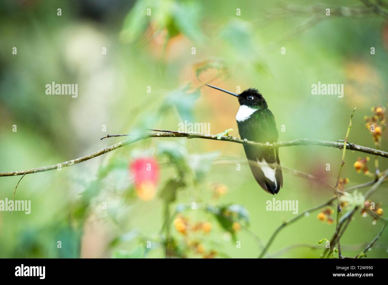 Collared inca sitting on branch, hummingbird from mountains, Colombia ...