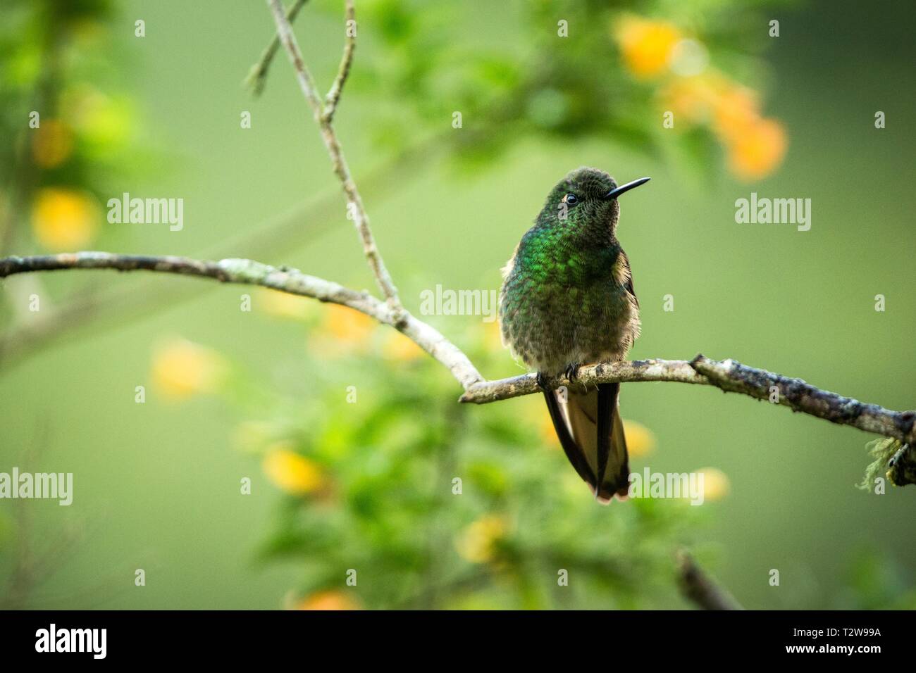Greenish puffleg sitting on branch, hummingbird from tropical forest ...