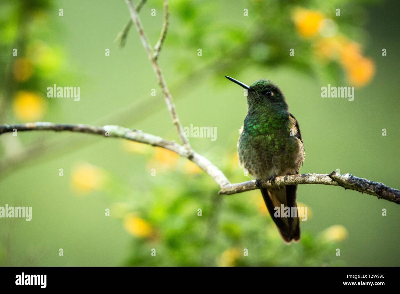 Greenish puffleg sitting on branch, hummingbird from tropical forest ...
