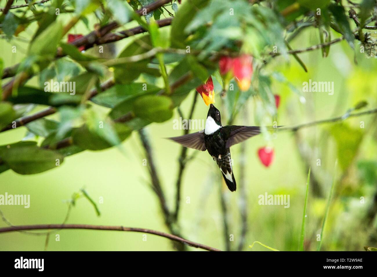 Inca hummingbirds hi-res stock photography and images - Alamy