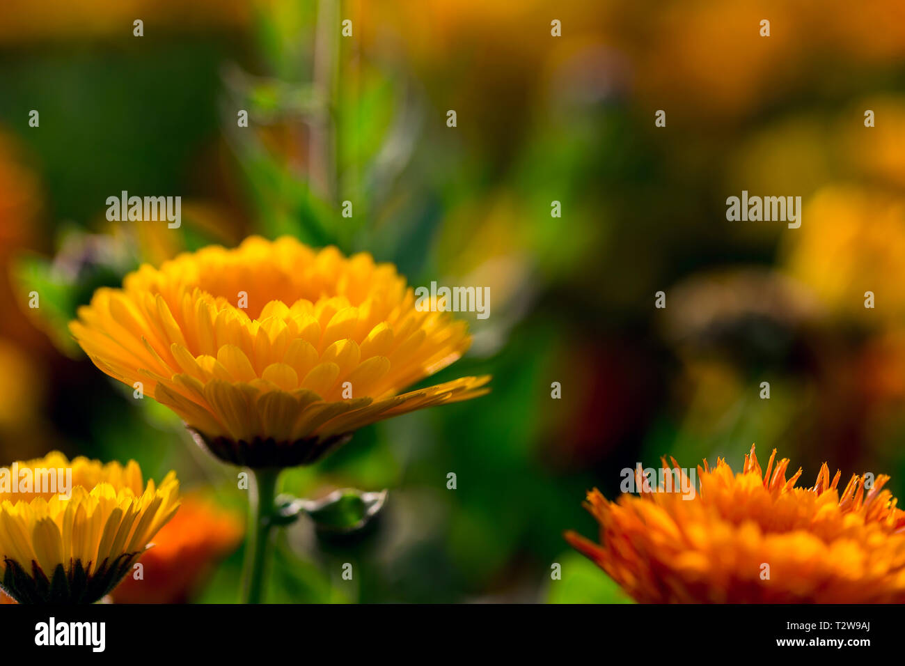 Fully bloom hi-res stock photography and images - Alamy