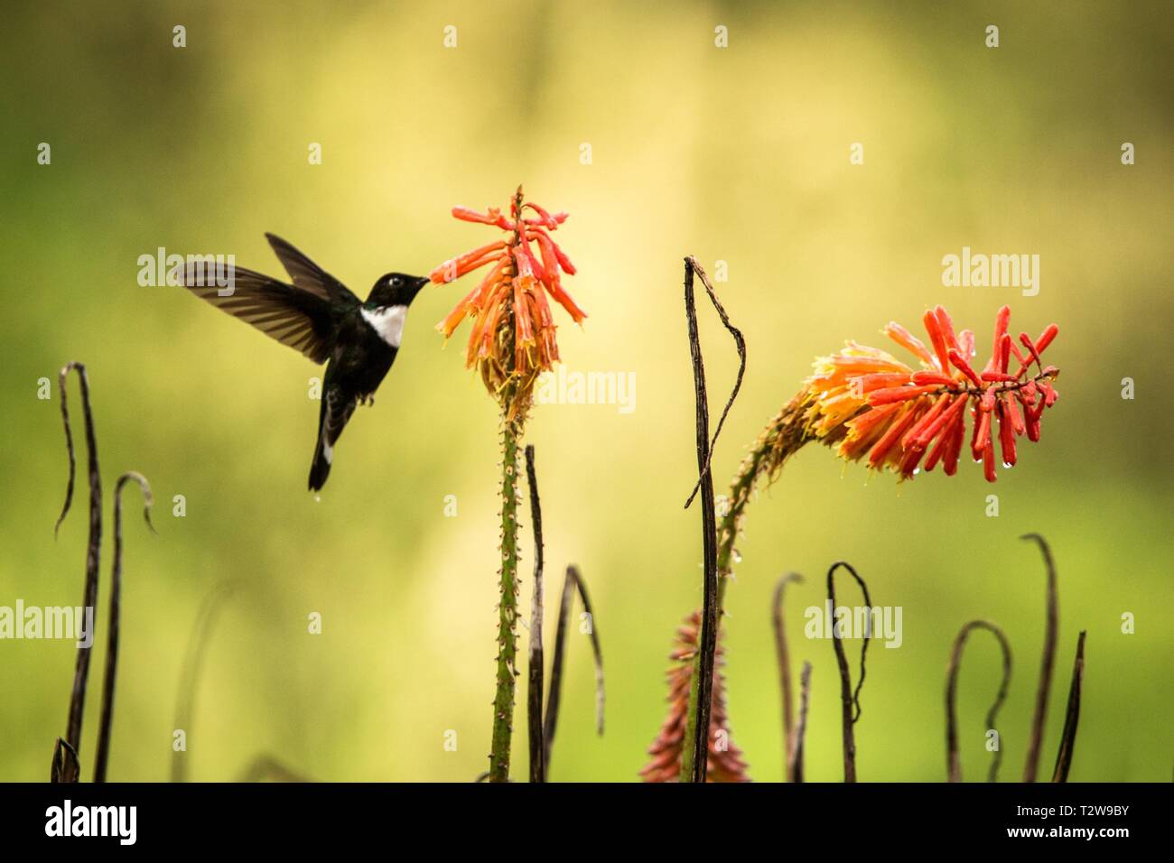 Inca hummingbirds hi-res stock photography and images - Alamy