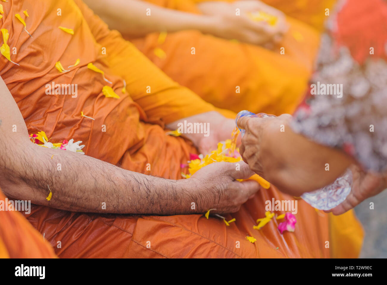 People pouring water to Buddhist Monk and gives blessing in Thailand ...