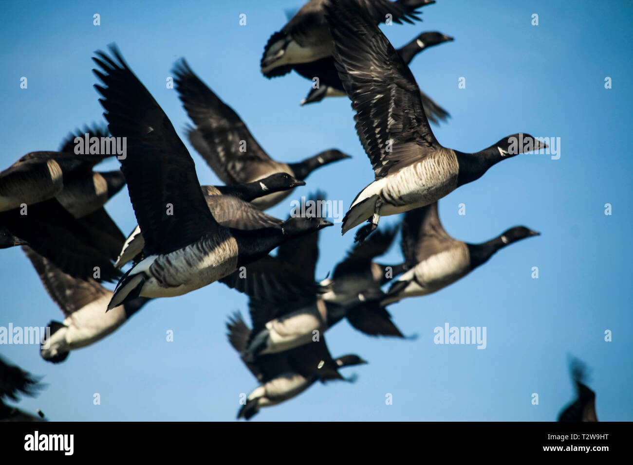 Geese in flight Stock Photo - Alamy