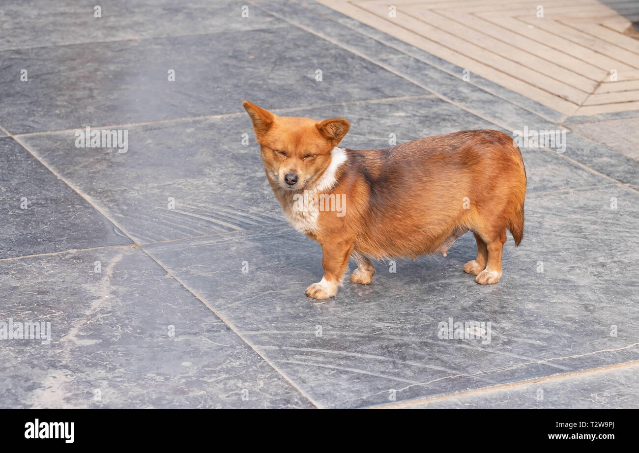 Little shaolin hi-res stock photography and images - Alamy