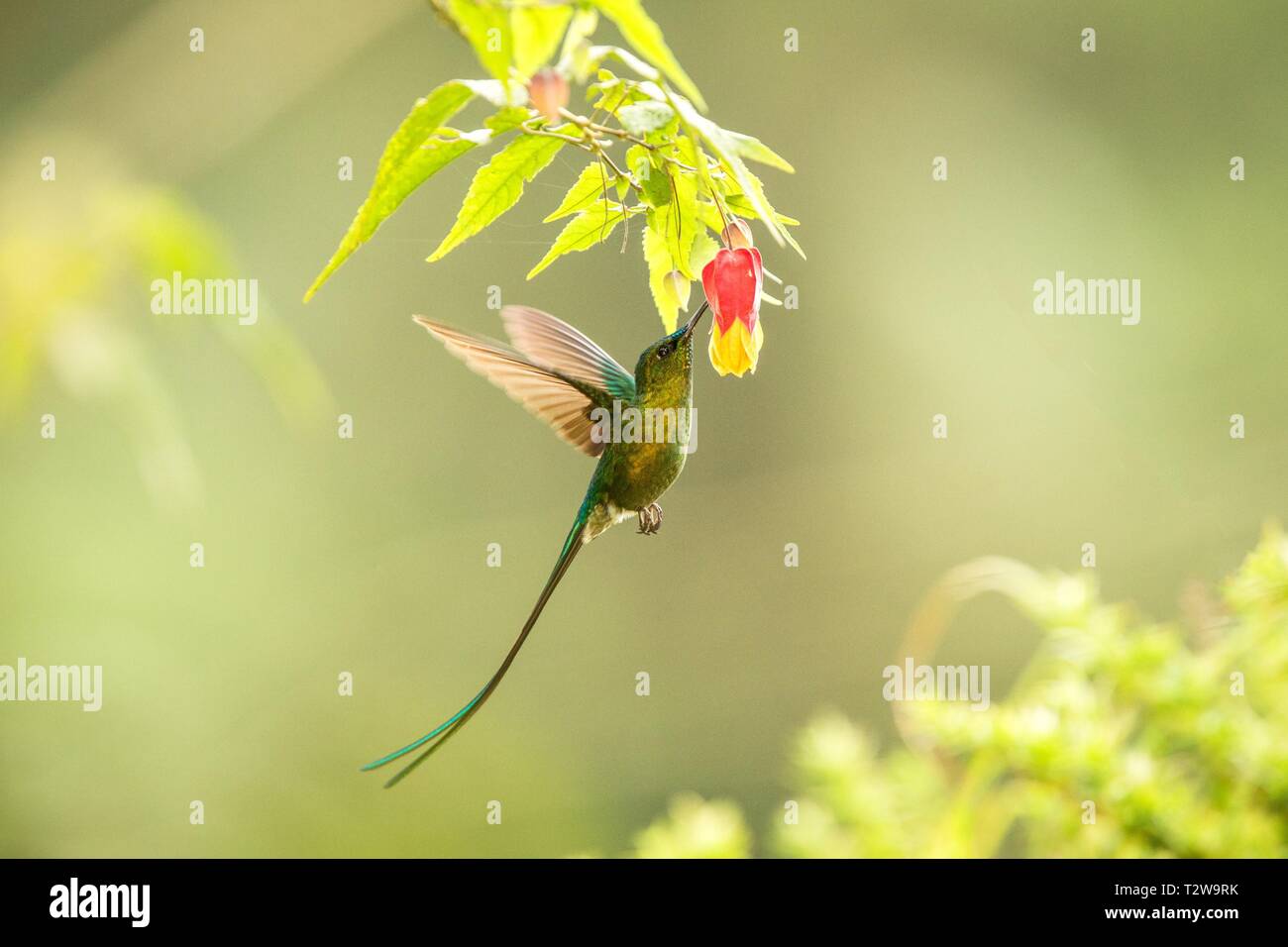 Violet-tailed Sylph howering next to yellow and orange flower, Colombia ...
