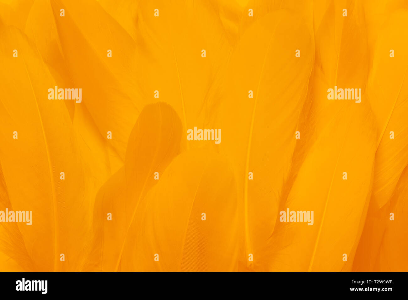 Yellow feathers hi-res stock photography and images - Alamy