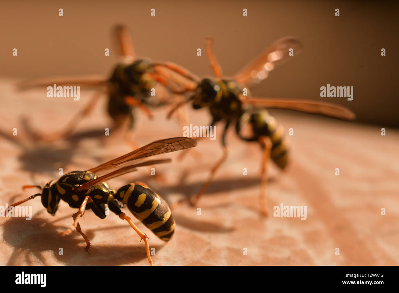 two wasp fighting together wildlife macro photography Stock Photo - Alamy