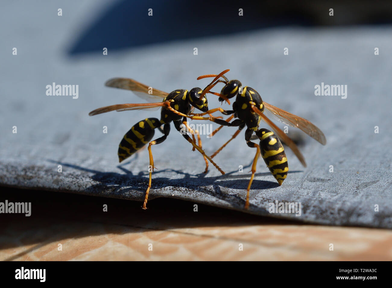2 wasp are fighting for their territory in spring Stock Photo - Alamy