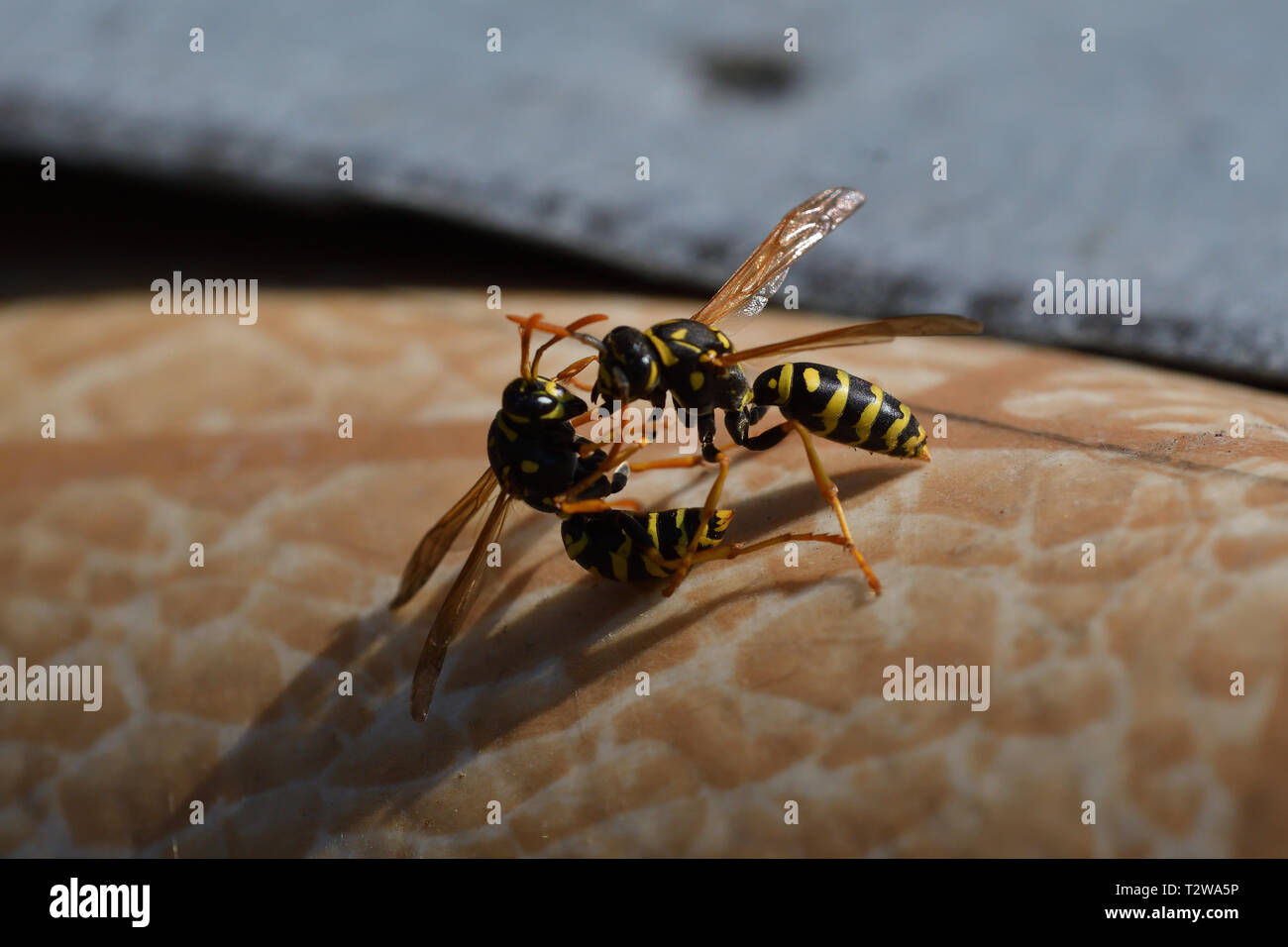 two wasp fighting together wildlife macro photography Stock Photo - Alamy