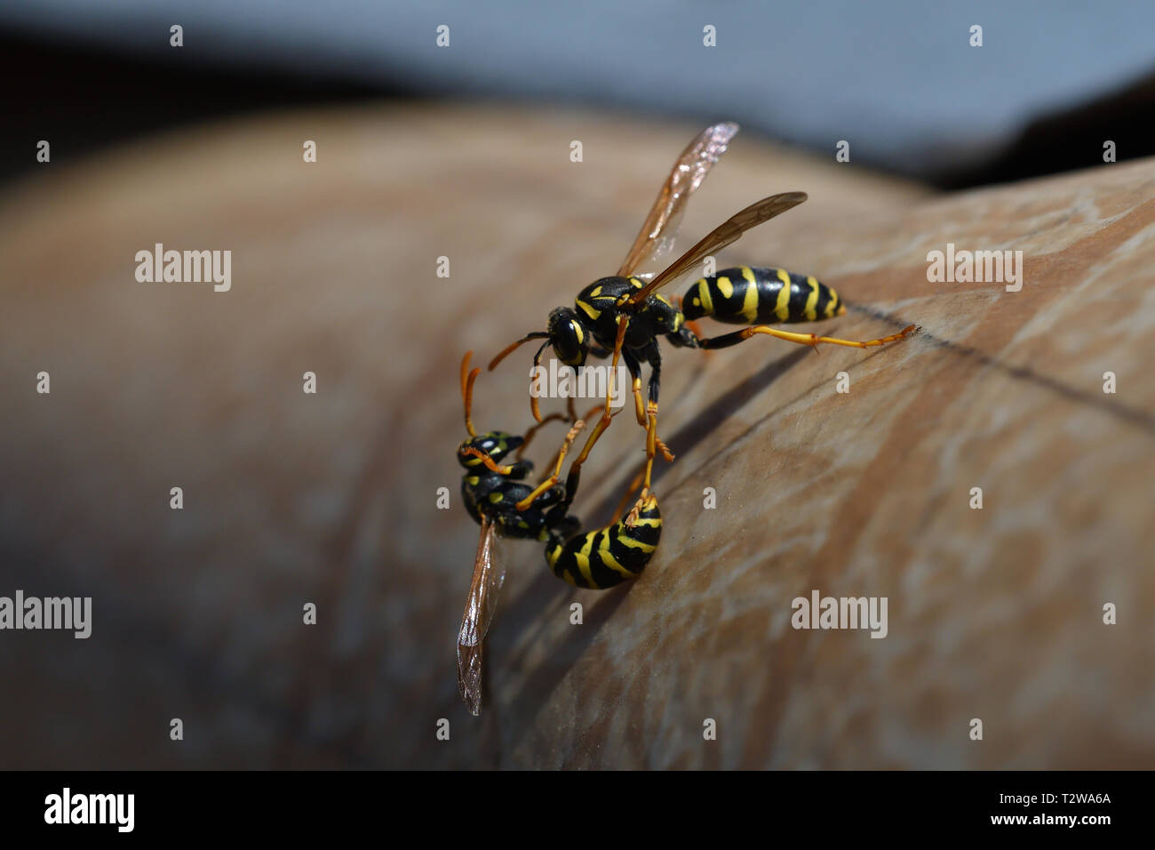 2 wasp are fighting for their territory in spring Stock Photo - Alamy