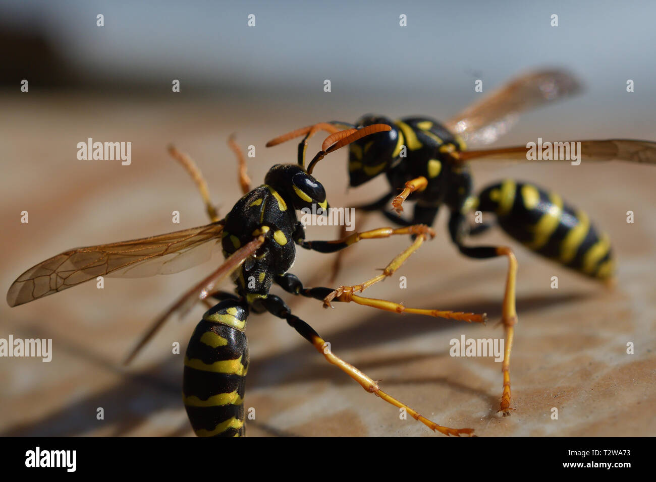two wasp fighting together wildlife macro photography Stock Photo - Alamy
