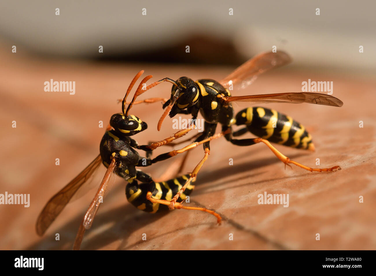two wasp fighting together wildlife macro photography Stock Photo - Alamy