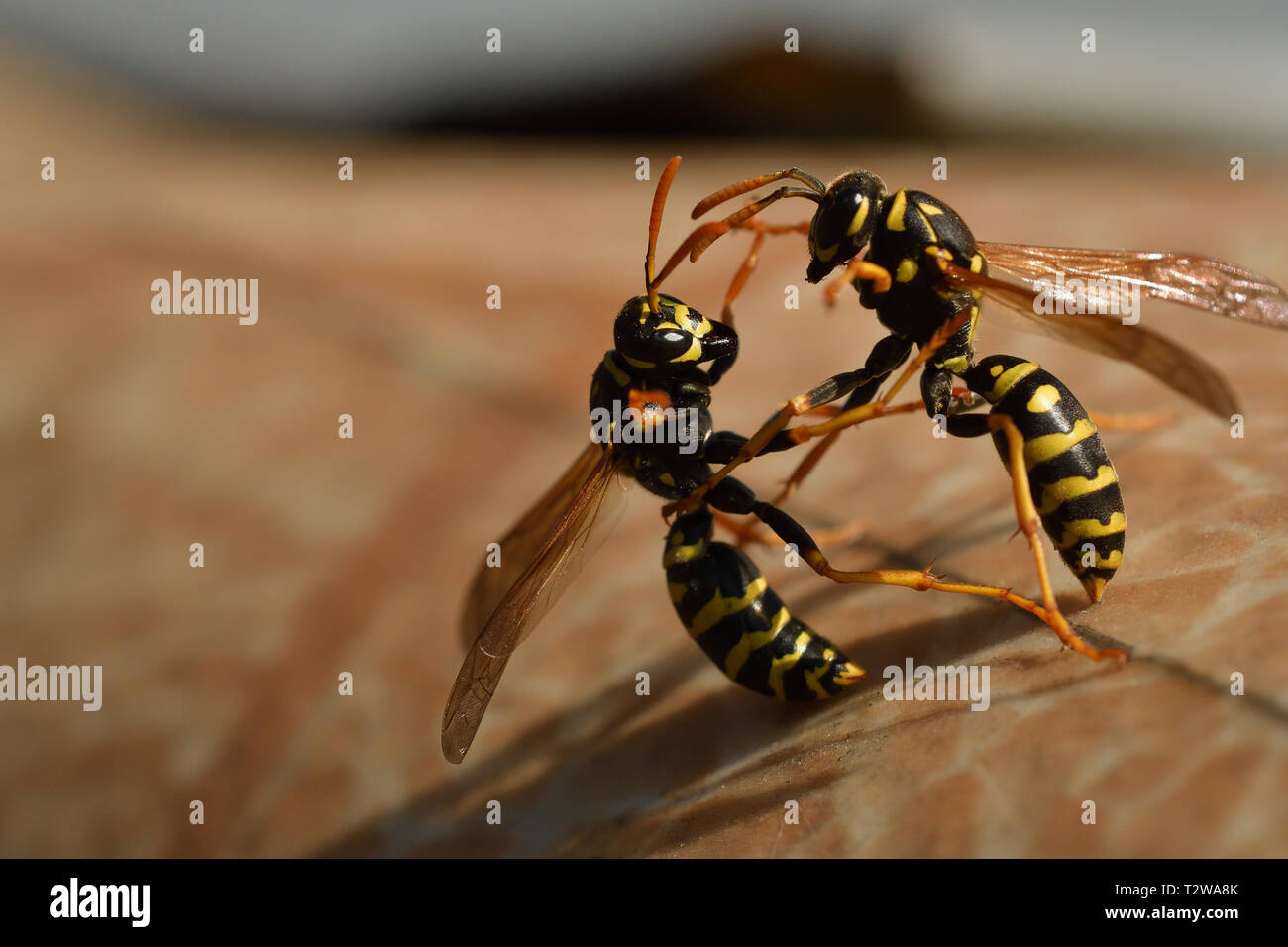 Fighting larva hi-res stock photography and images - Alamy