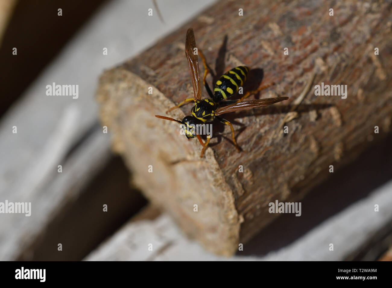 two wasp fighting together wildlife macro photography Stock Photo - Alamy