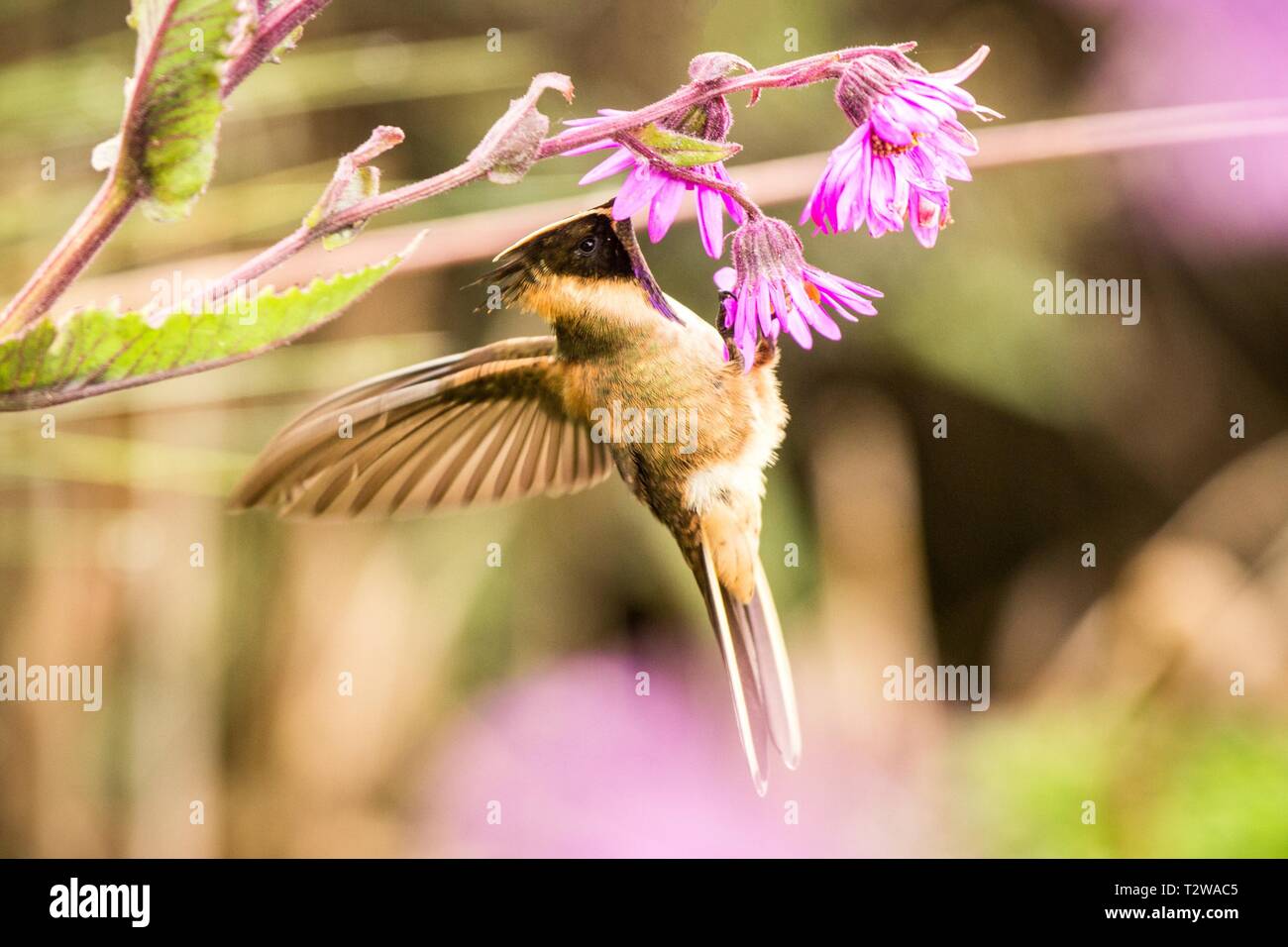 Green-bearded helmetcrest howering next to pink flower, Colombia ...