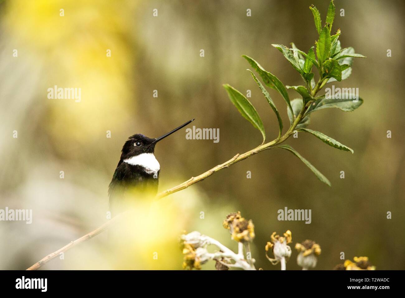 Inca humming bird hi-res stock photography and images - Alamy