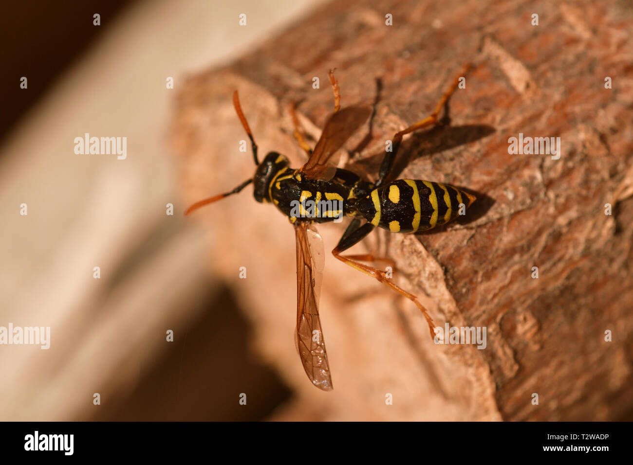 2 wasp are fighting for their territory in spring Stock Photo - Alamy