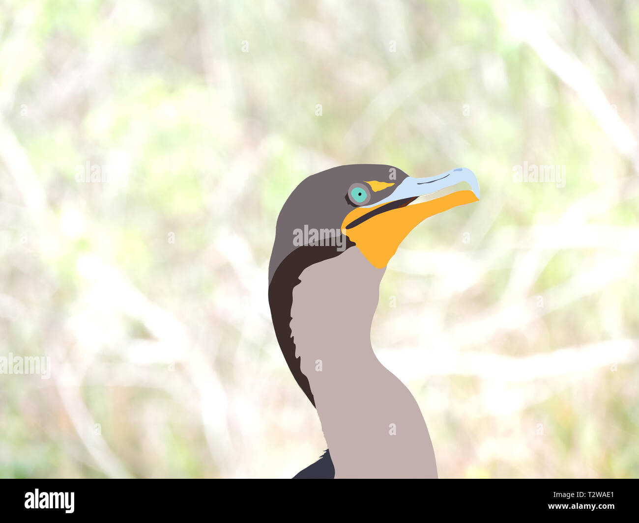 Everglades Cormorant Digital Illustration on Natural Background ...
